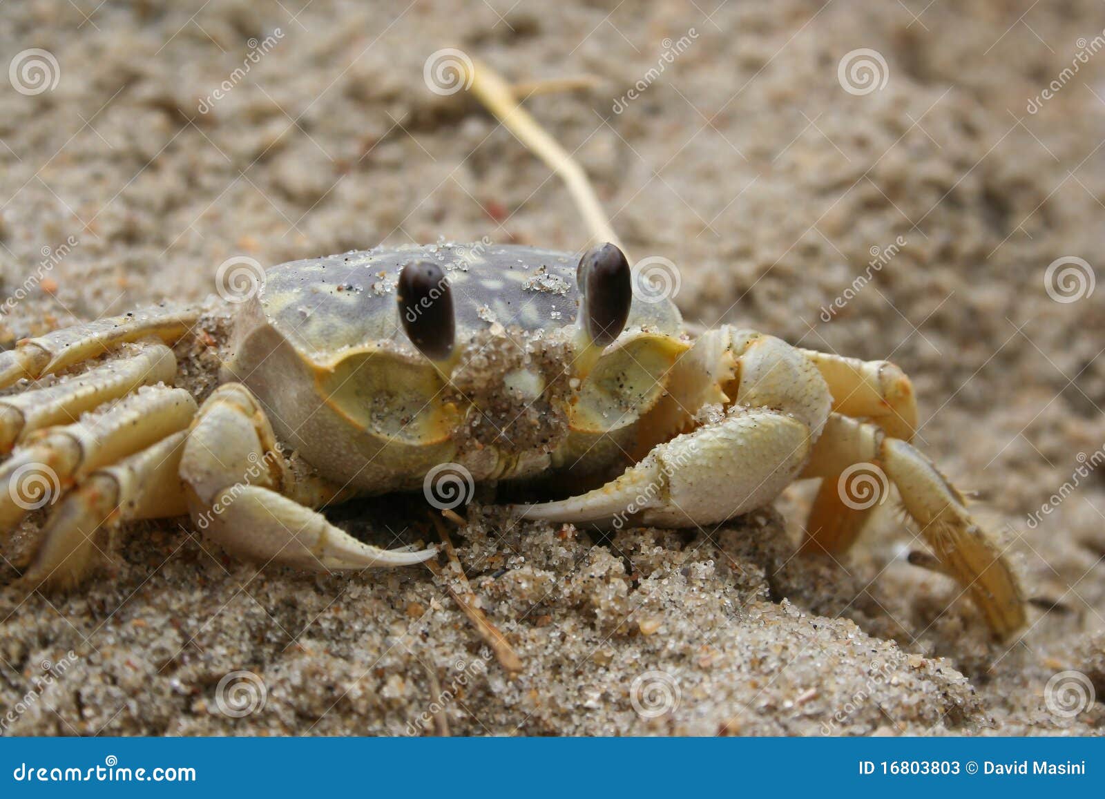 Sand Crab stock image. Image of malacostraca, crawling - 16803803