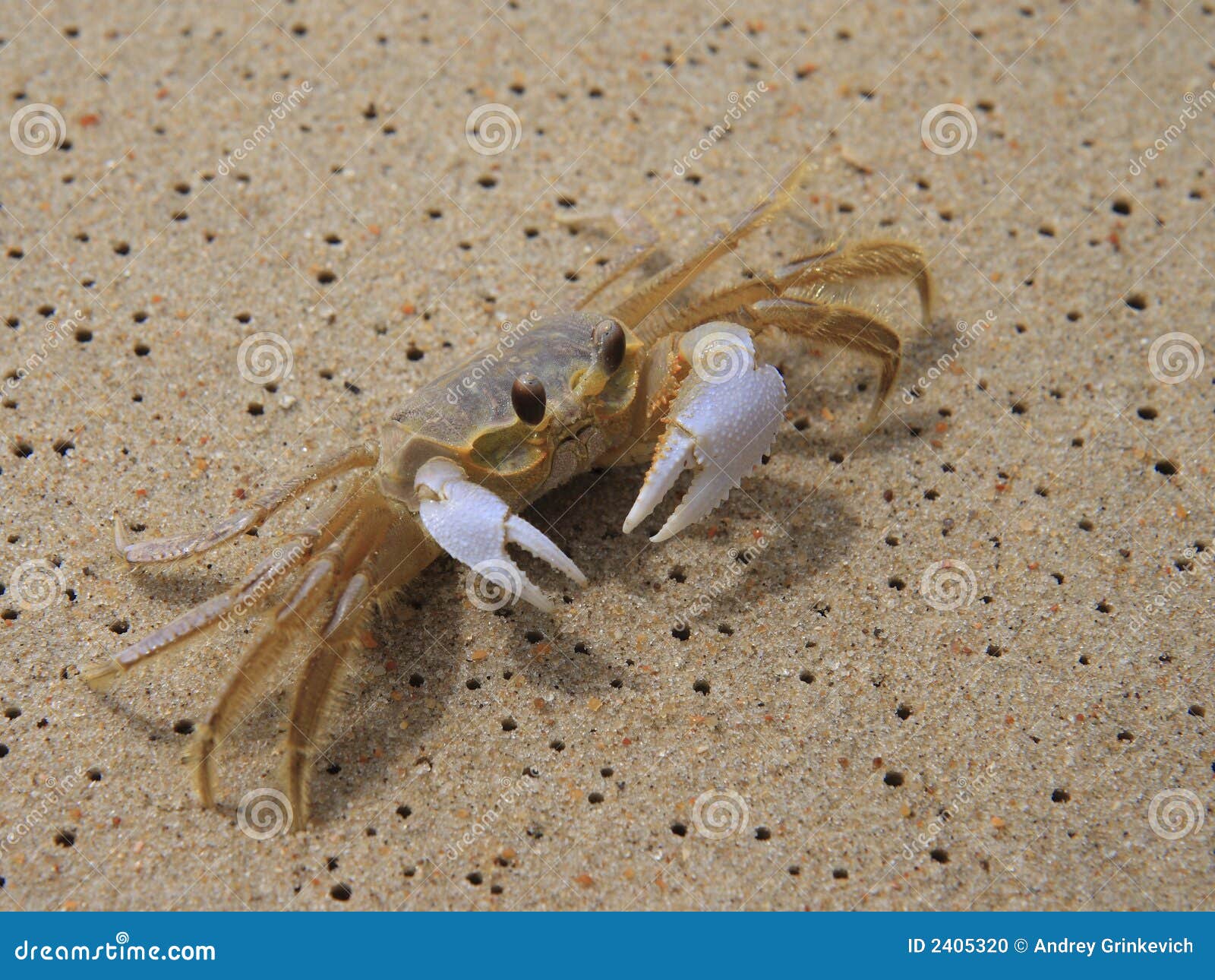 Sand crab stock photo. Image of legs, nipper, kitty, watchful - 2405320