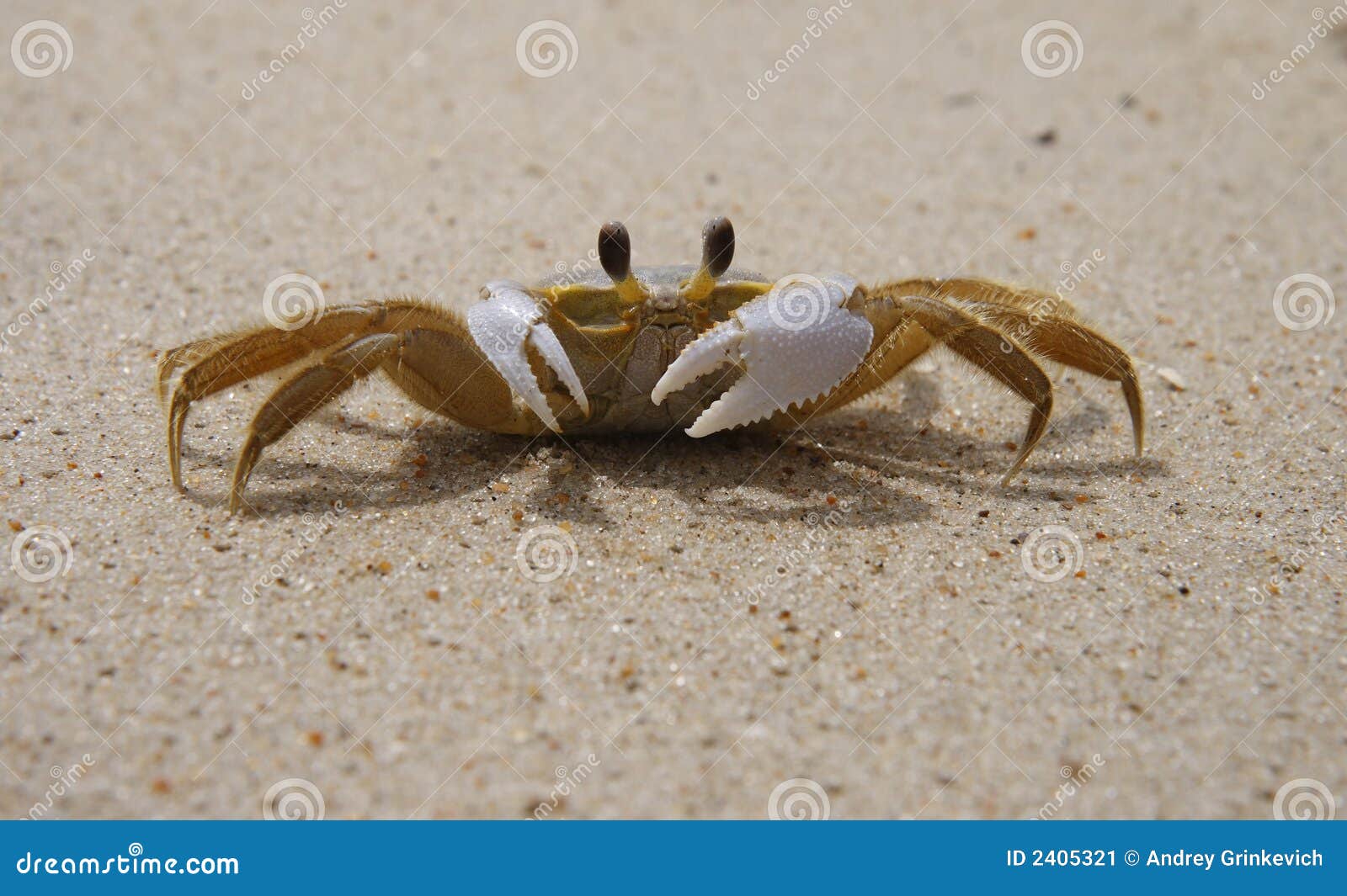 Sand crab stock image. Image of cautious, water, watchful - 2405321