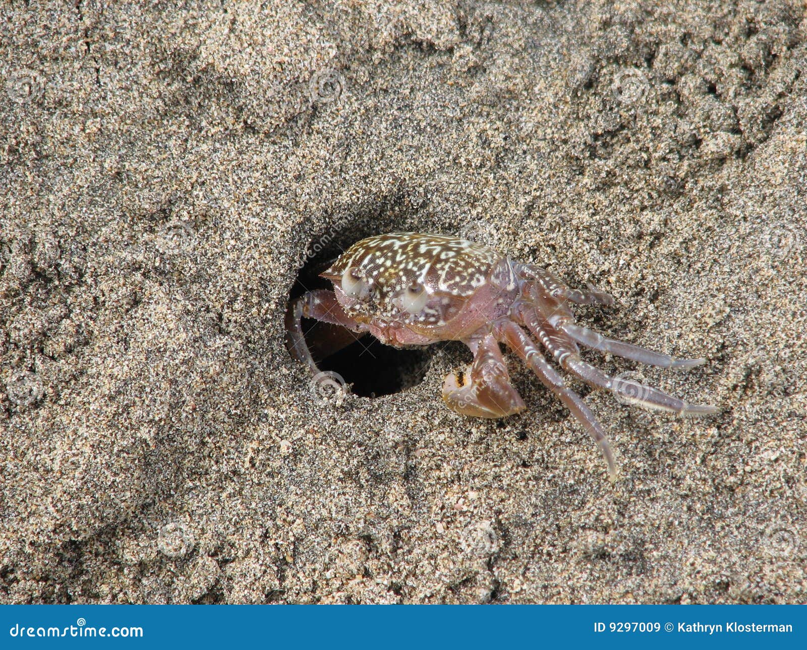 Sand Crab stock image. Image of crab, time, sitting, sand - 9297009