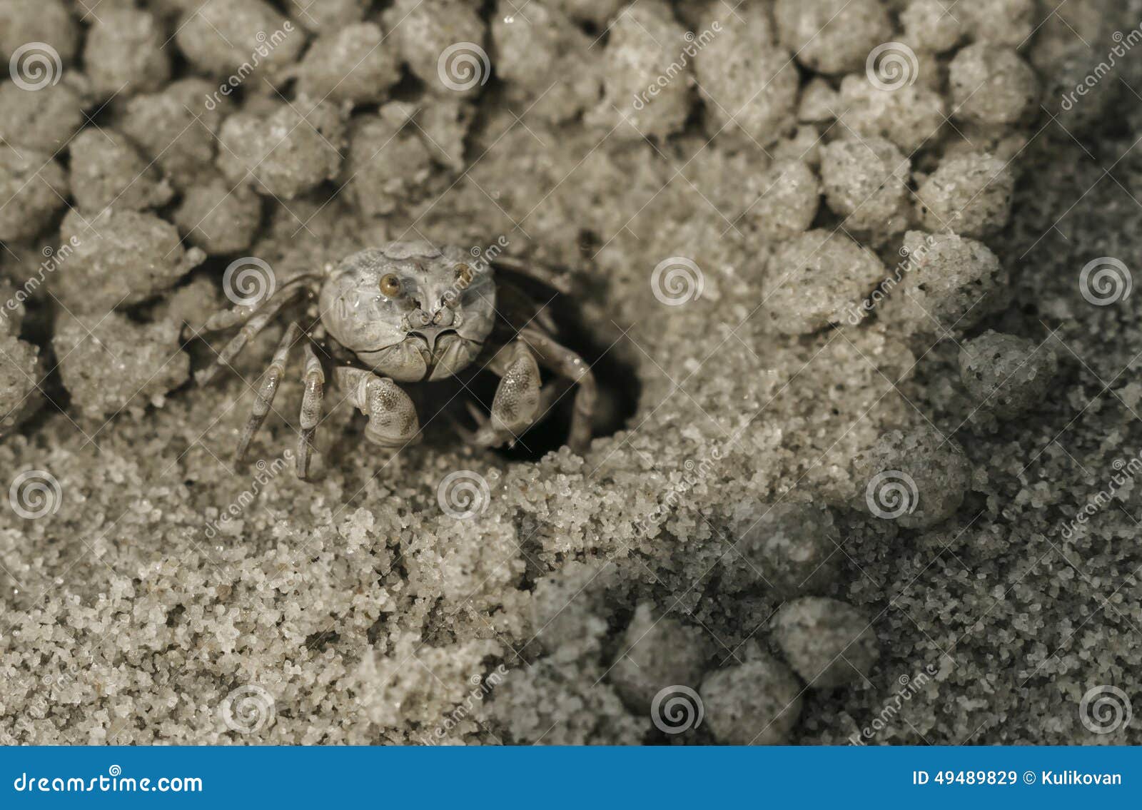 Sand Crab on Beach Near the Burrow Stock Image - Image of brown, claw ...