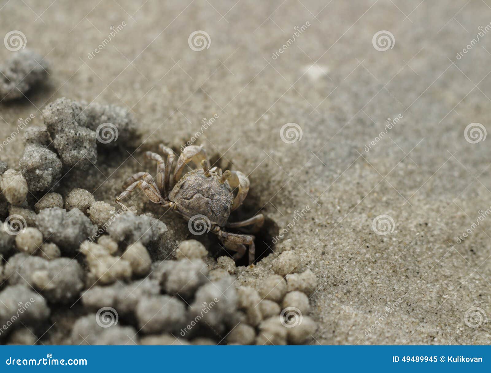 Sand Crab on Beach Near the Burrow Stock Image - Image of crab, macro ...