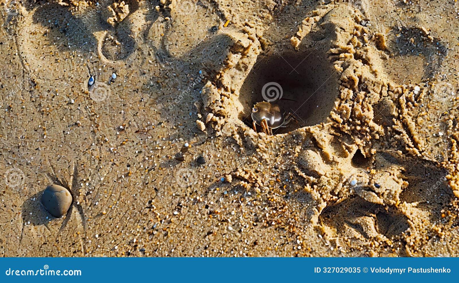 A Sand Crab is Digging in the Sludge Stock Image - Image of digging ...