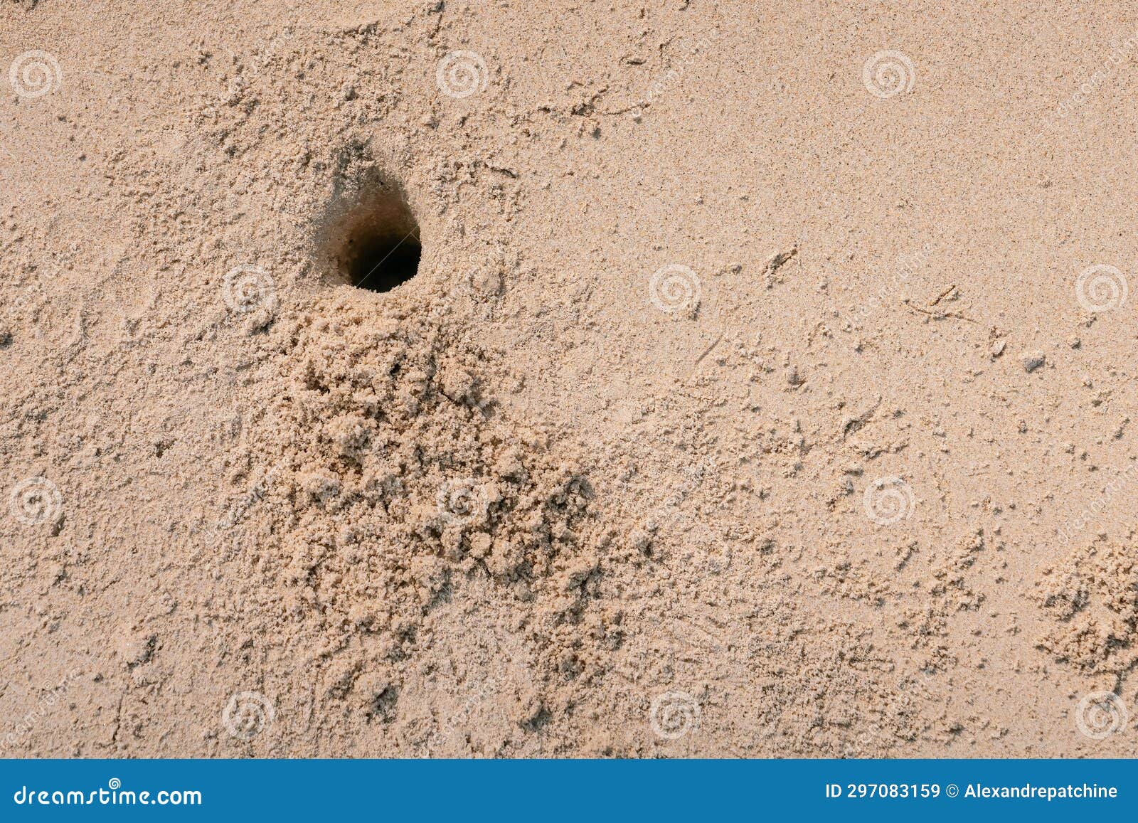 Sand Crab Hole in the Sand in Thailand. Looking for Food and Crawling ...