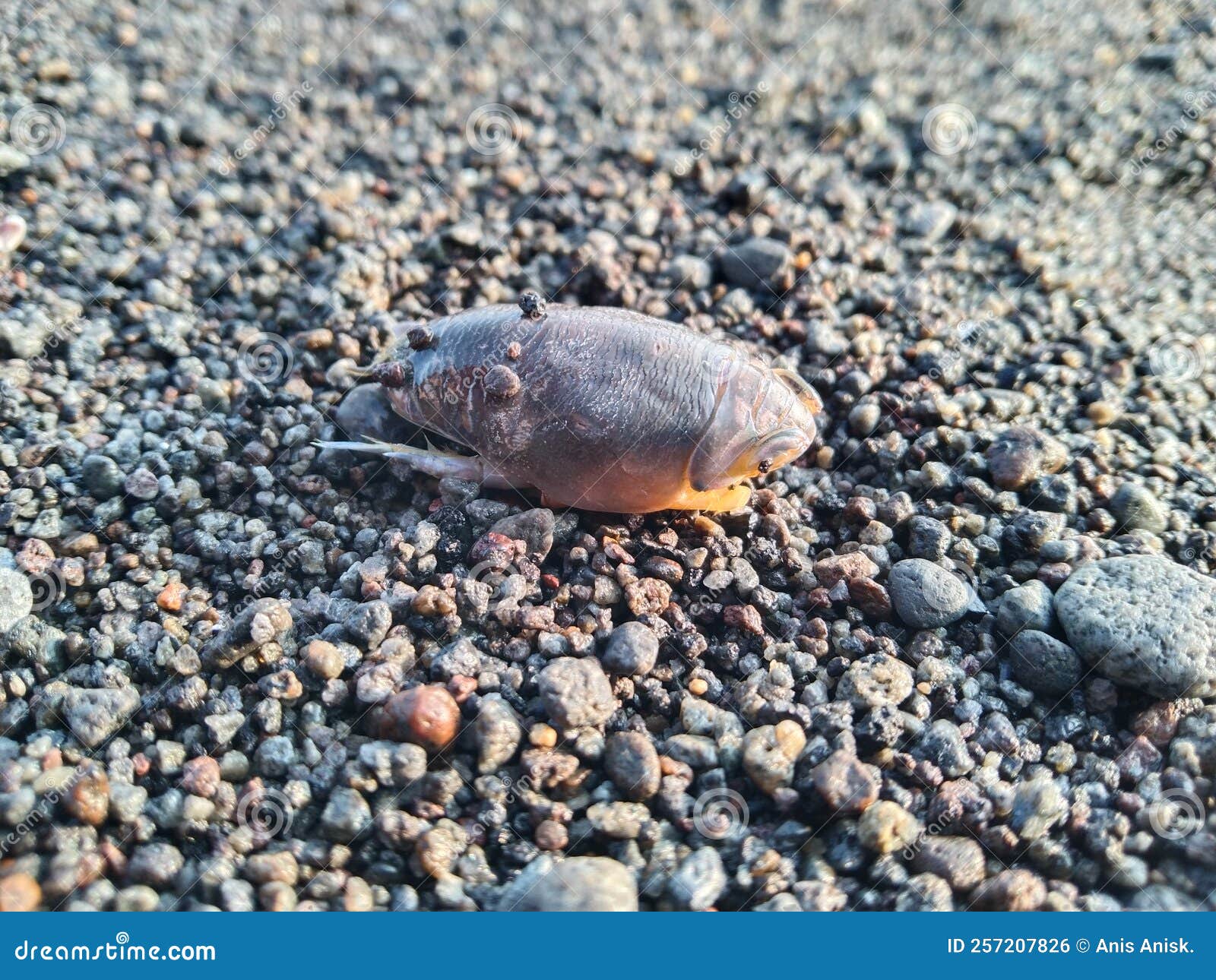 Sand Crab, a Little Creature Lives in the Sealine. Stock Photo - Image ...