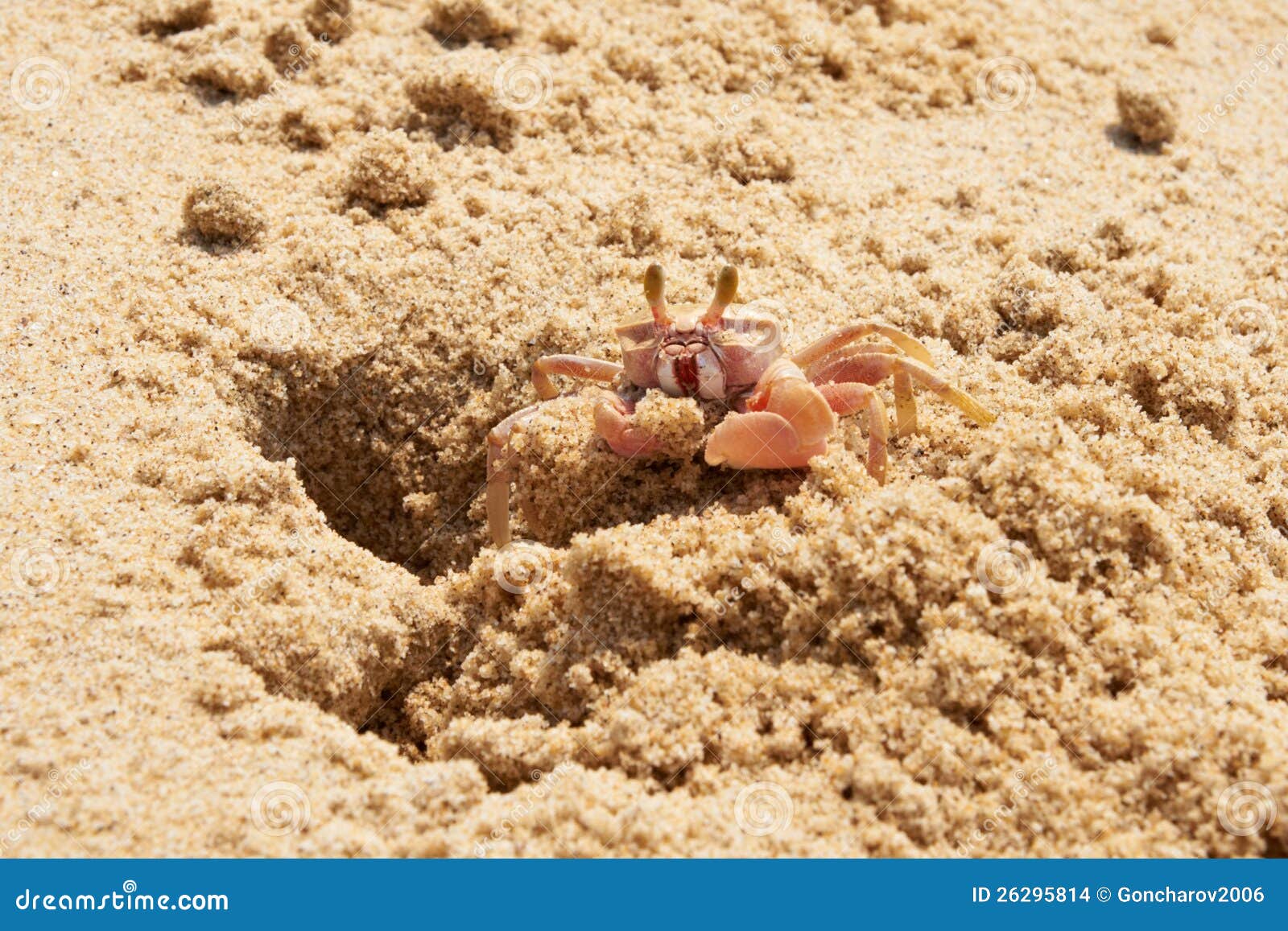Sand Crab (Ocypode) Digging a Burrow Stock Photo - Image of hole, ghost ...