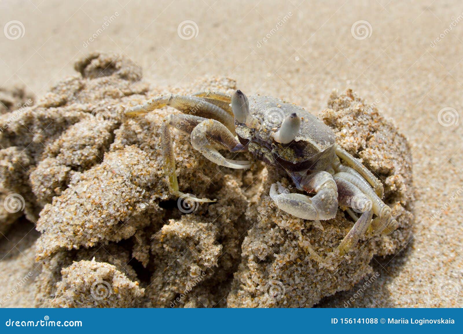Sand Crab on a Pile of Sand on a Beach, Vietnam Stock Photo - Image of ...