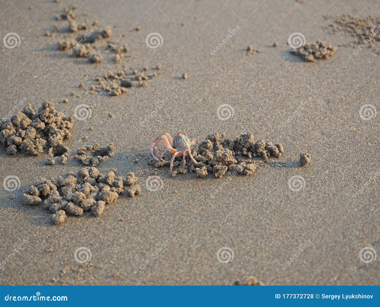 Sand Crab Runs Along a Sandy Beach and Digs Holes Stock Photo - Image ...