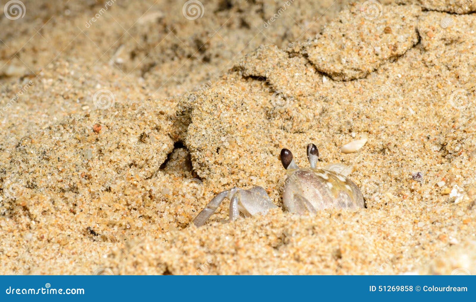 Sand crab in the sands stock photo. Image of wildlife - 51269858