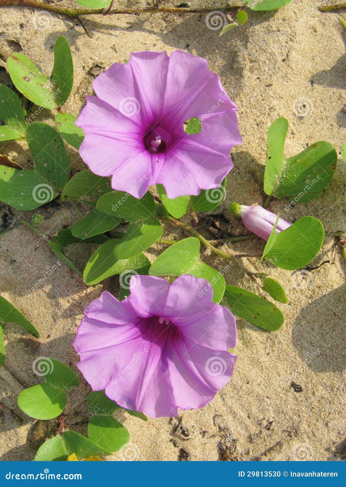 Flowering sand creeper stock photo. Image of oriental - 29813530