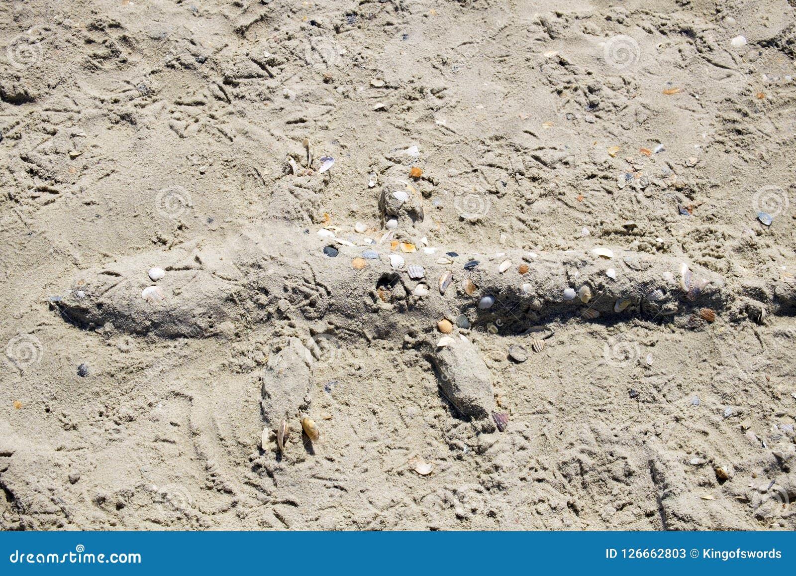 Sand Crocodile stock image. Image of crocodile, seashells - 126662803