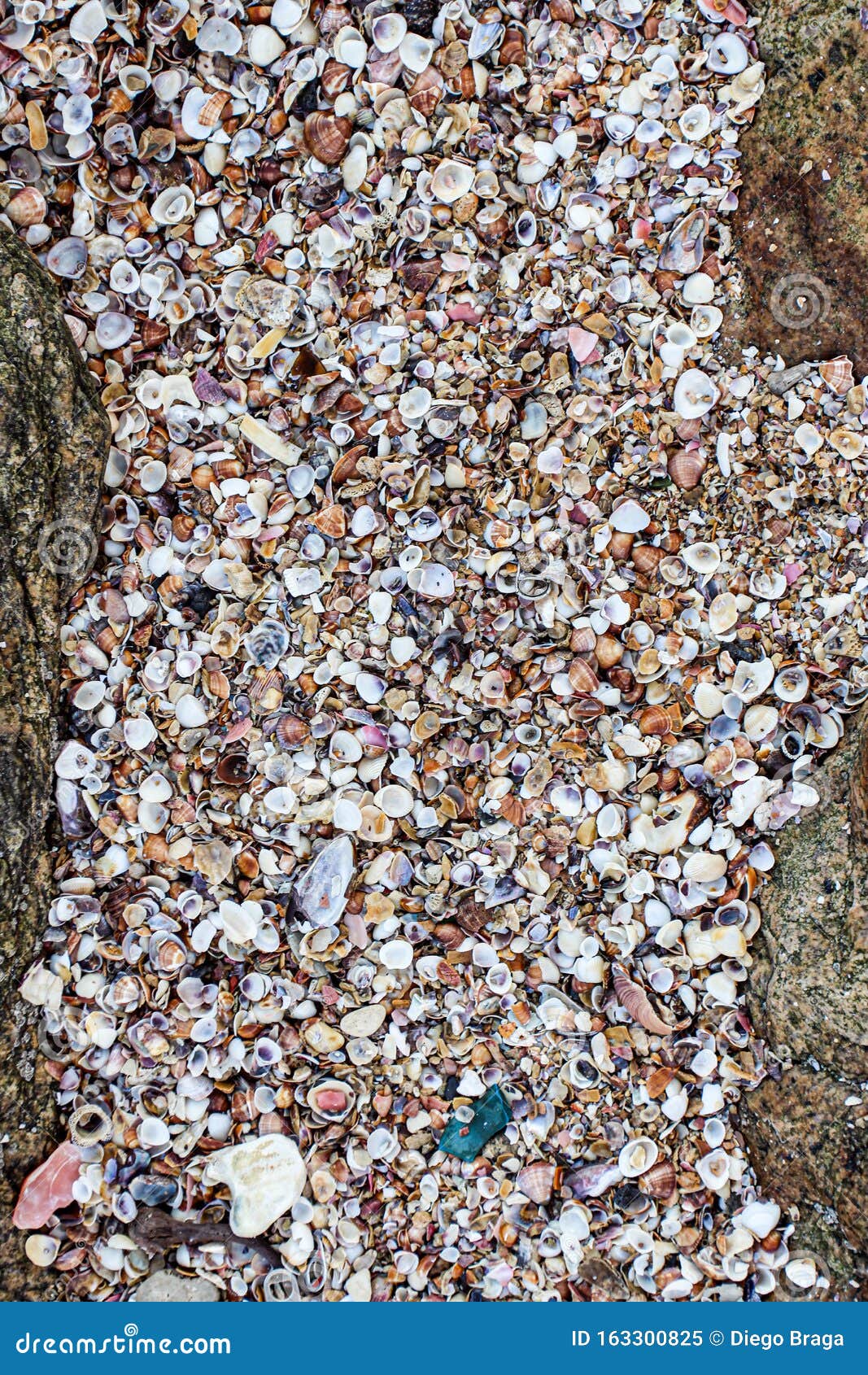 Sand Crustaceans Beach Shells Shellfish Stones Stock Image - Image of ...