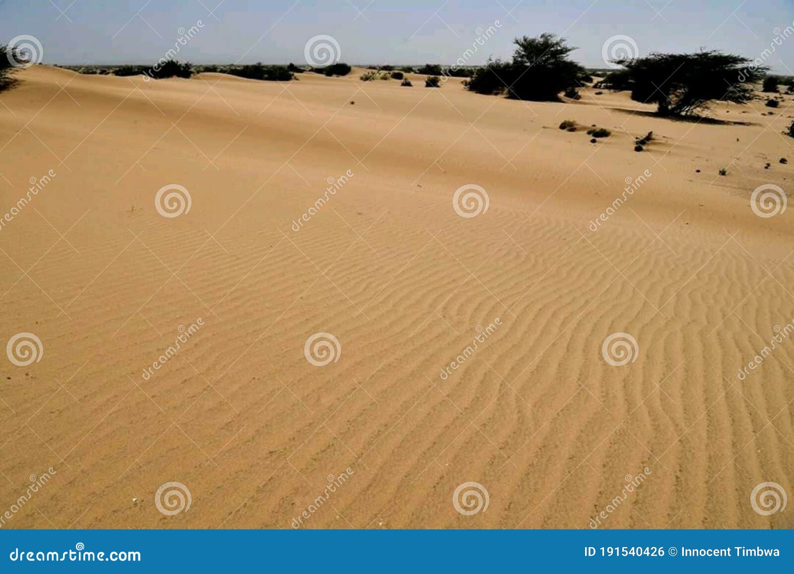 Sand, Desert, Safari, Trees Stock Photo - Image of horizon, sahara ...
