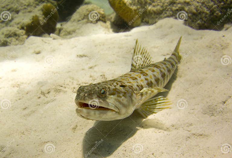 Sand Diver Fish (synodus Intermedius) Stock Image - Image of underwater ...