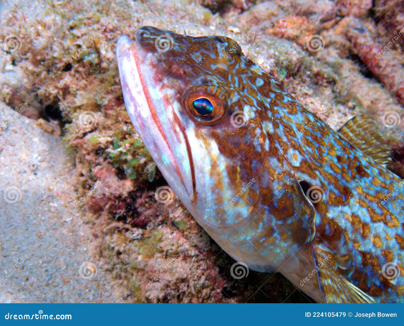 Sand Diver (Lizardfish) stock image. Image of aquarium - 224105479