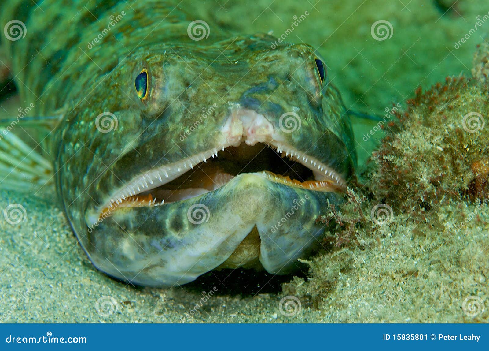 Sand Diver-Synodus Intermedius Stock Image - Image of grouper ...