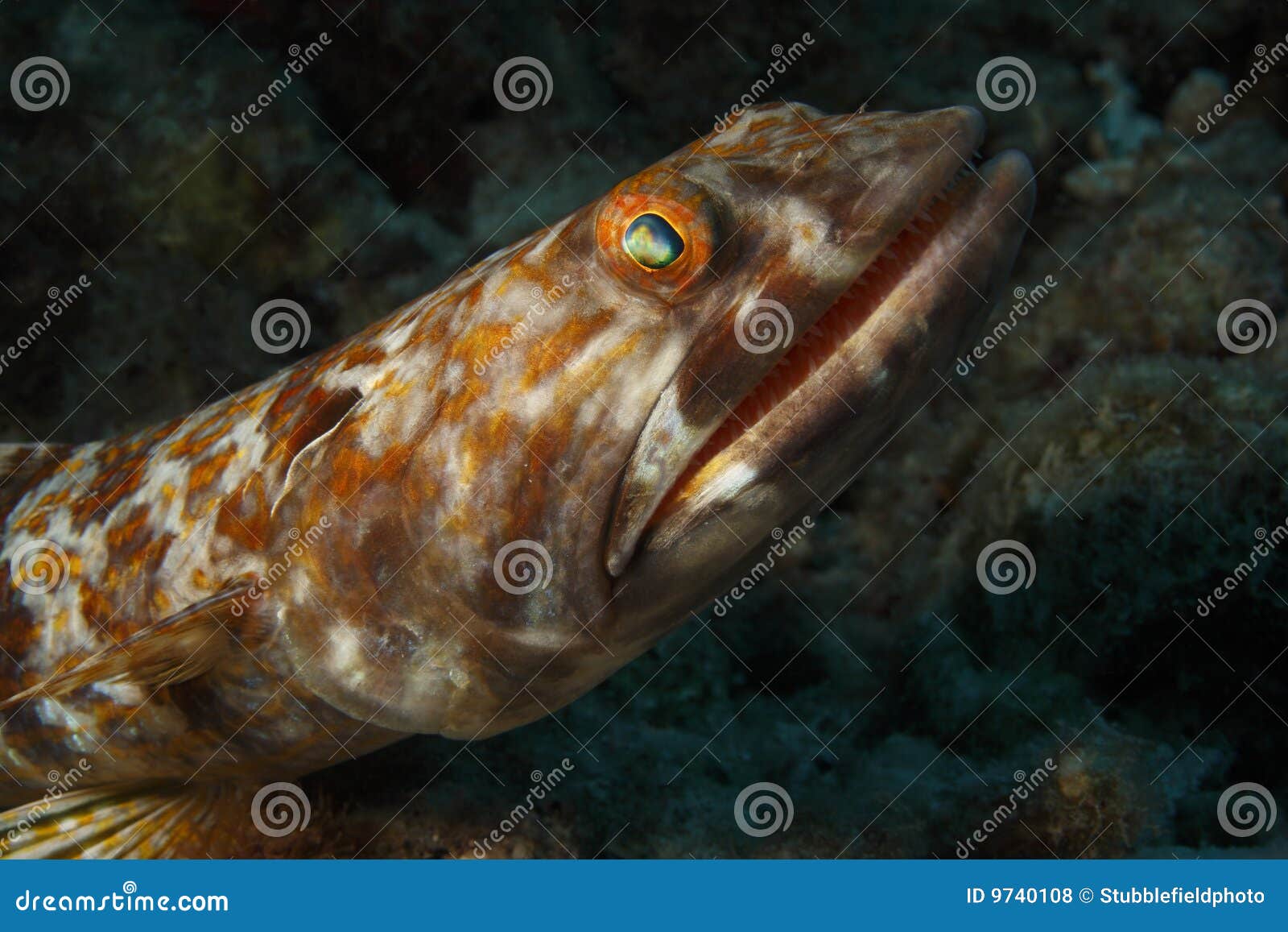 Sand Diver (Synodus Intermedius) Stock Photo - Image of ocean, bonaire ...
