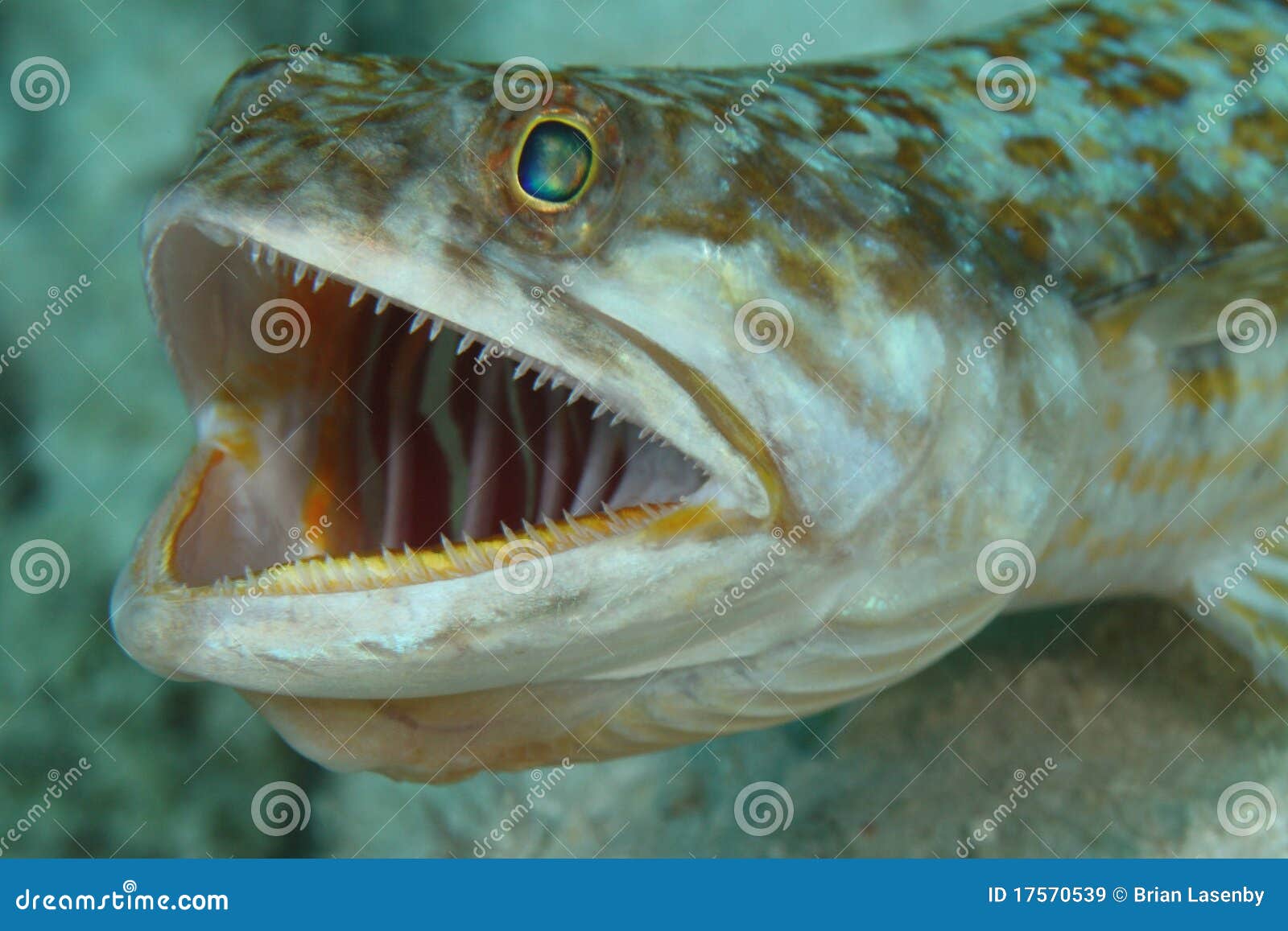 Sand Diver (Synodus Intermedius) - Bonaire Stock Image - Image of reef ...