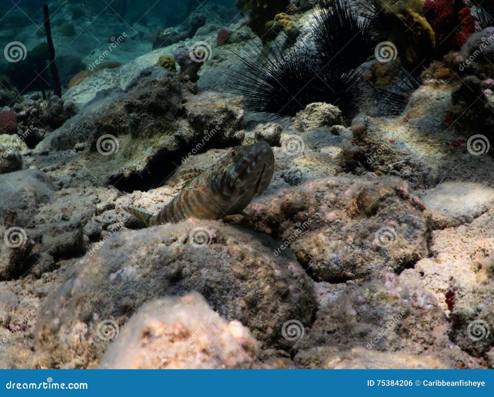 Sand Diver stock photo. Image of tang, coral, caribbean - 75384206