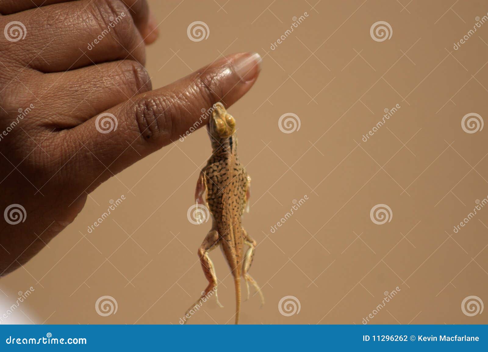 Sand-diving Lizard Hangs on To Finger Stock Photo - Image of teeth ...
