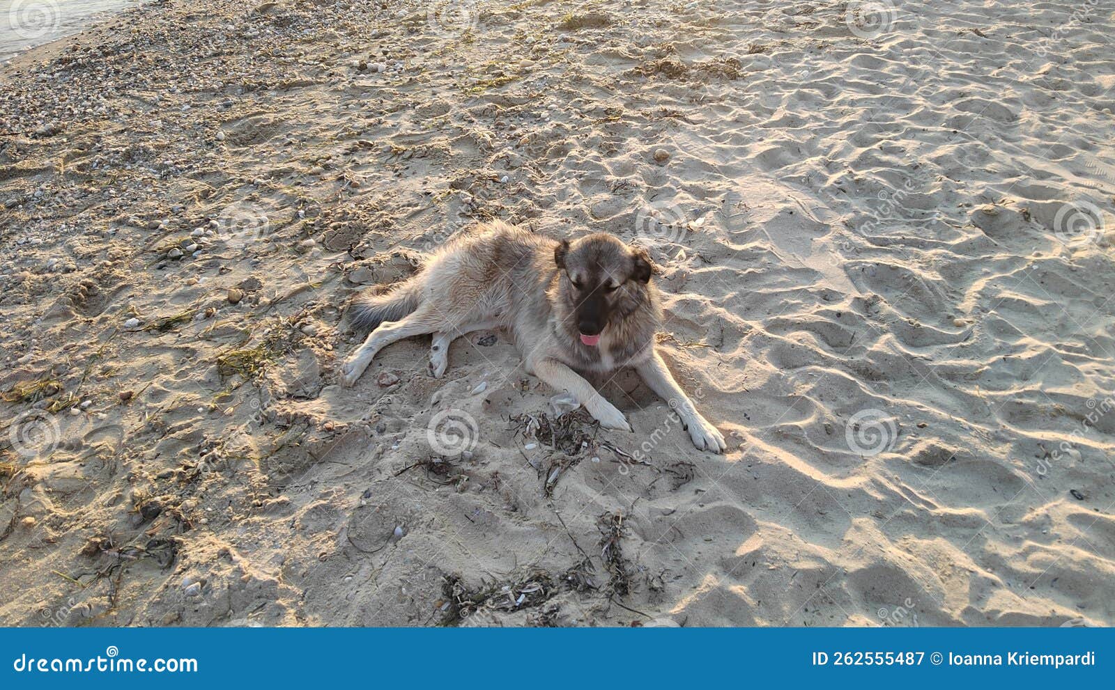Sand dog male carnivore stock image. Image of beige - 262555487
