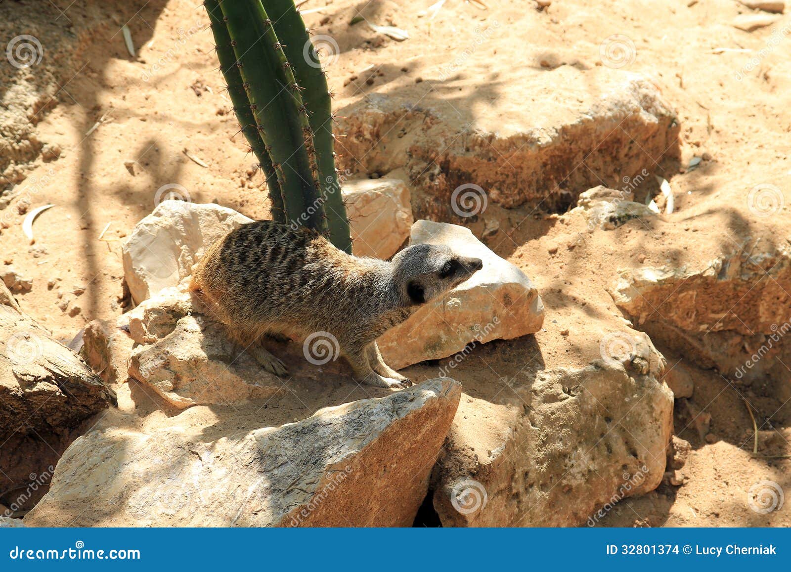 Sand Dog stock photo. Image of desert, rock, flora, fauna - 32801374