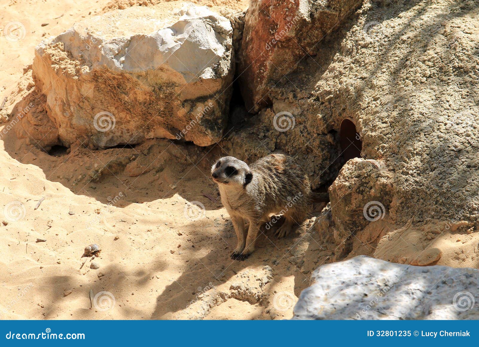 Sand Dog stock image. Image of wilderness, color, sand - 32801235