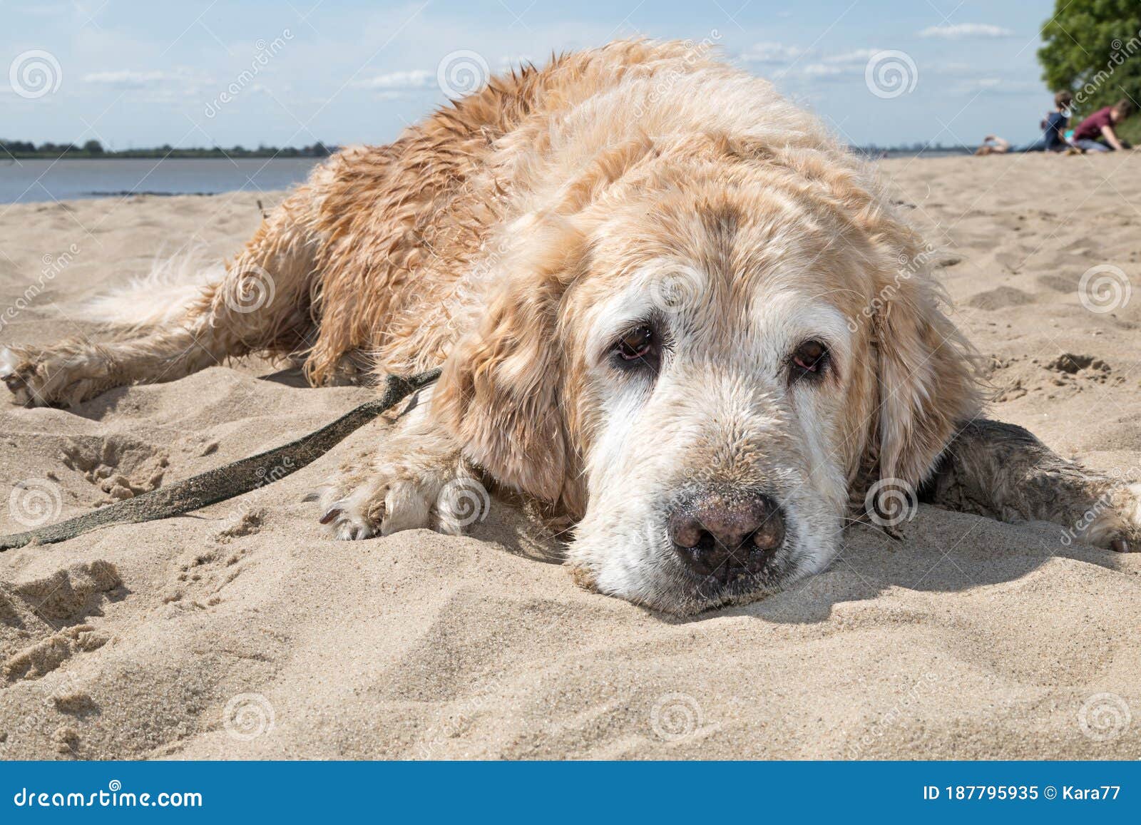 Sand_dog stock image. Image of sand, chilling, pause - 187795935