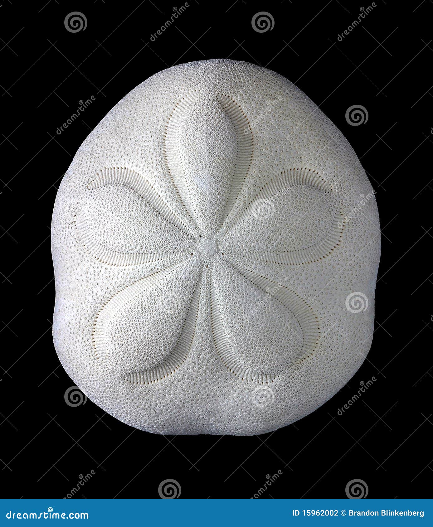 Sand dollar stock photo. Image of pattern, object, shell - 15962002