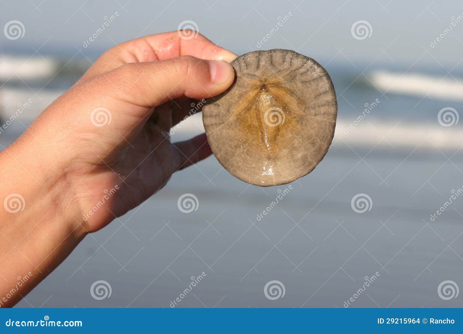 Sand dollar stock photo. Image of comfort, searching - 29215964