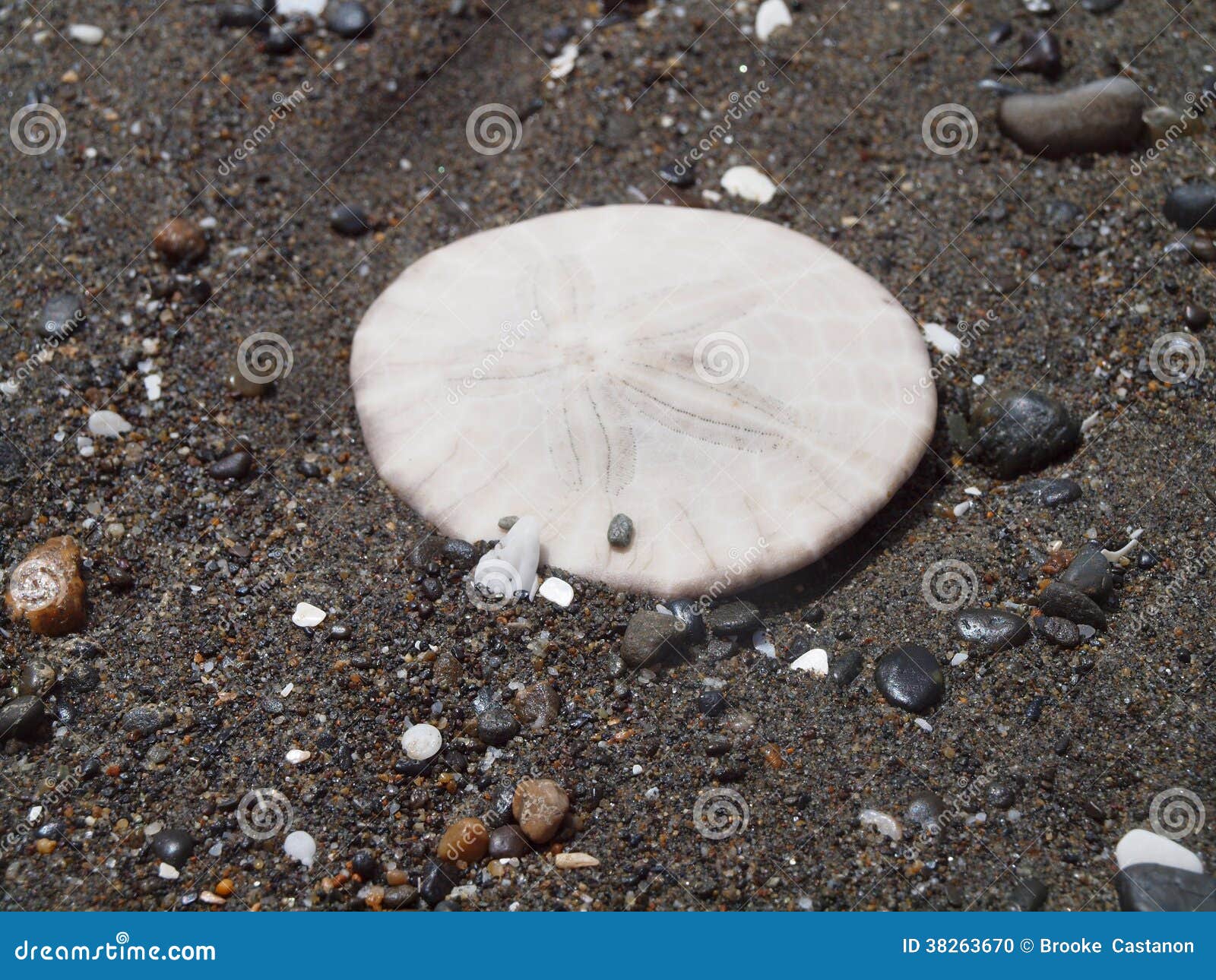 Sand Dollar stock photo. Image of life, nature, beach - 38263670