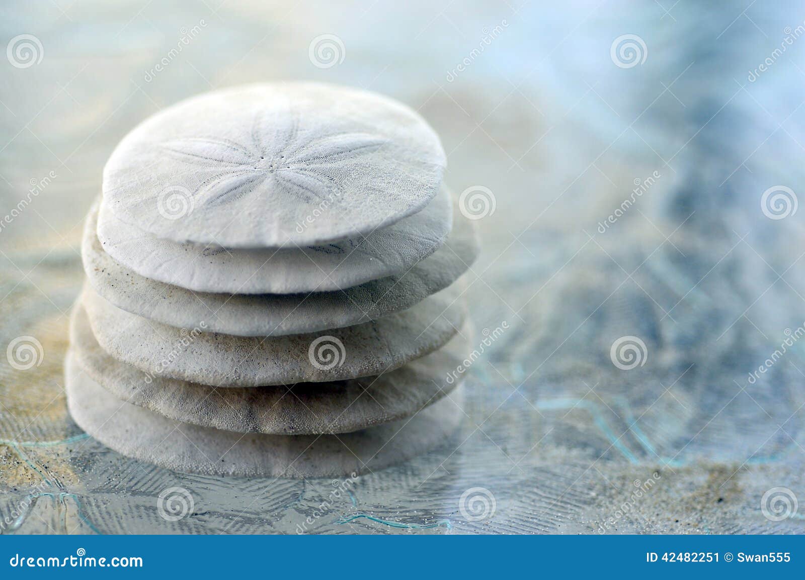 Sand Dollar. stock image. Image of island, summer, marine - 42482251