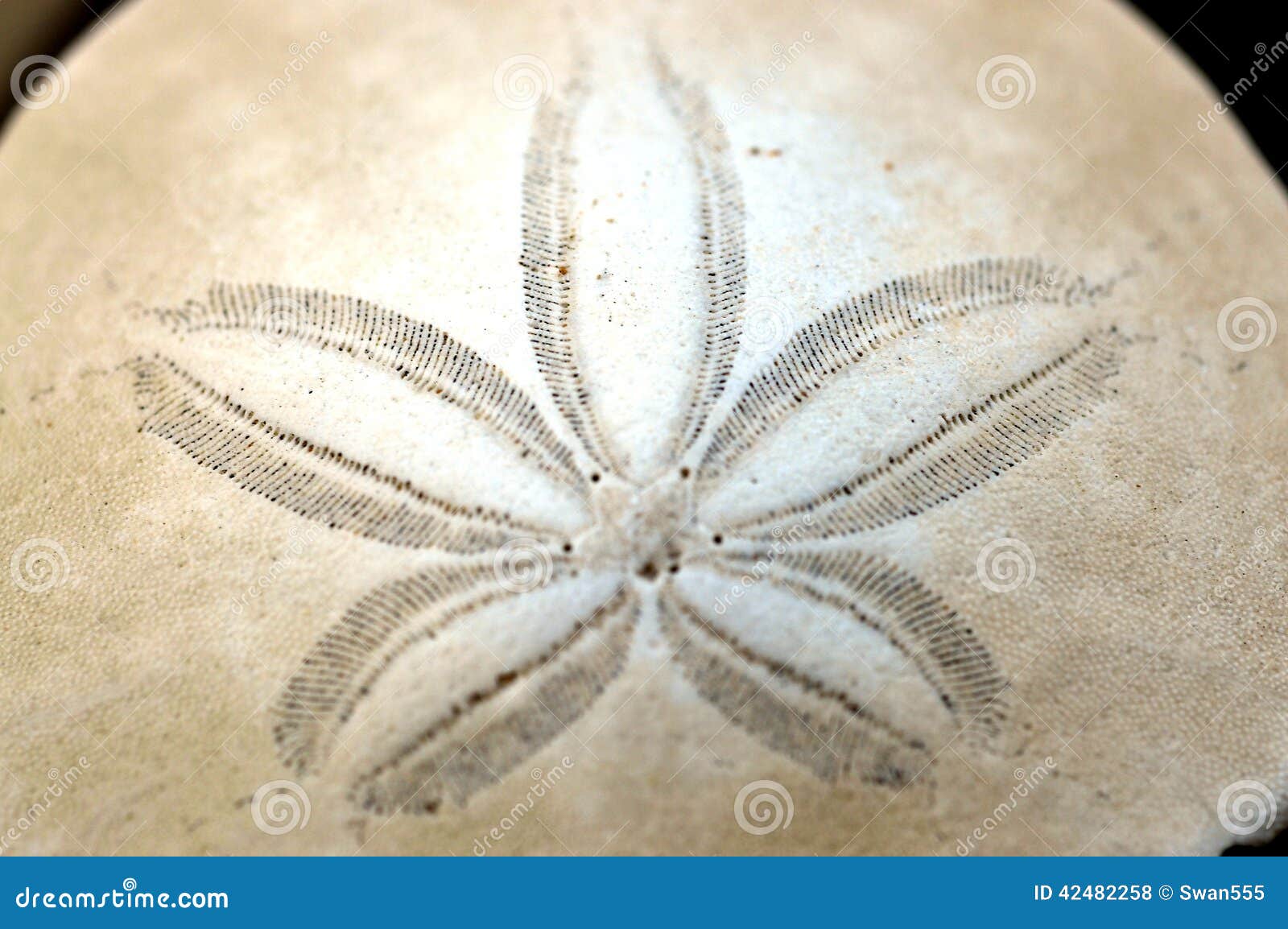 Sand Dollar. stock photo. Image of beach, sanddollar - 42482258