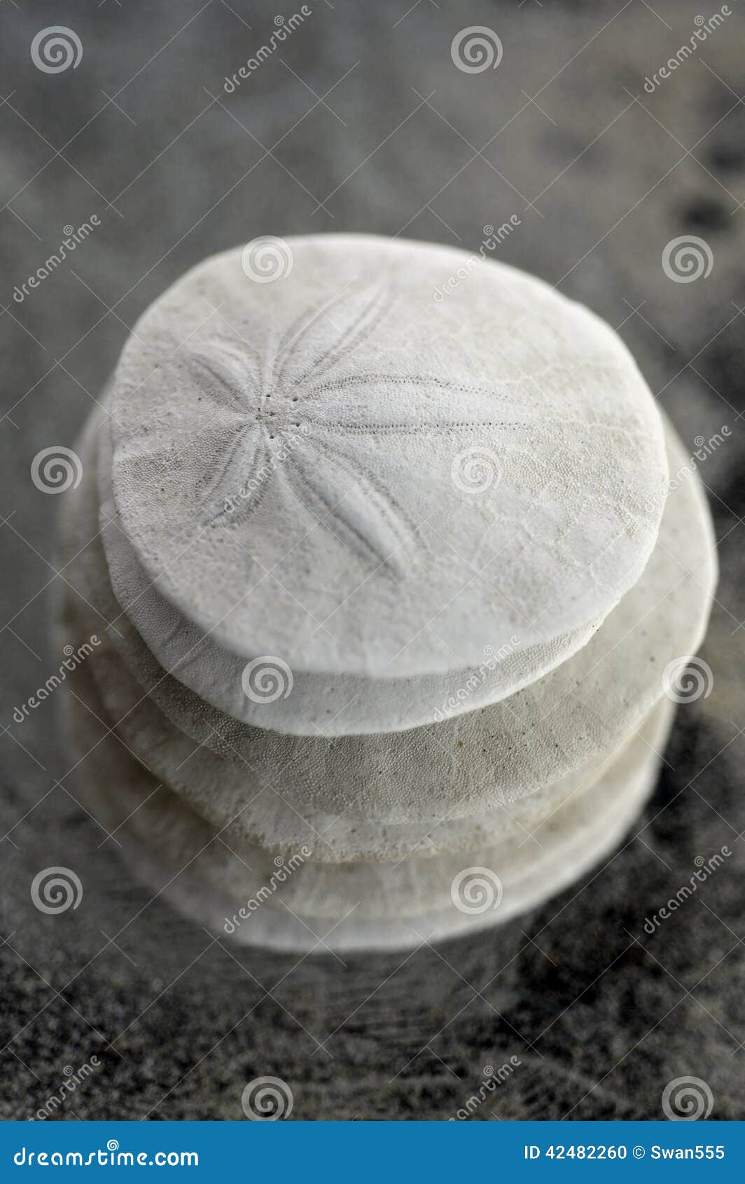 Sand Dollar. stock photo. Image of vacation, seashore - 42482260