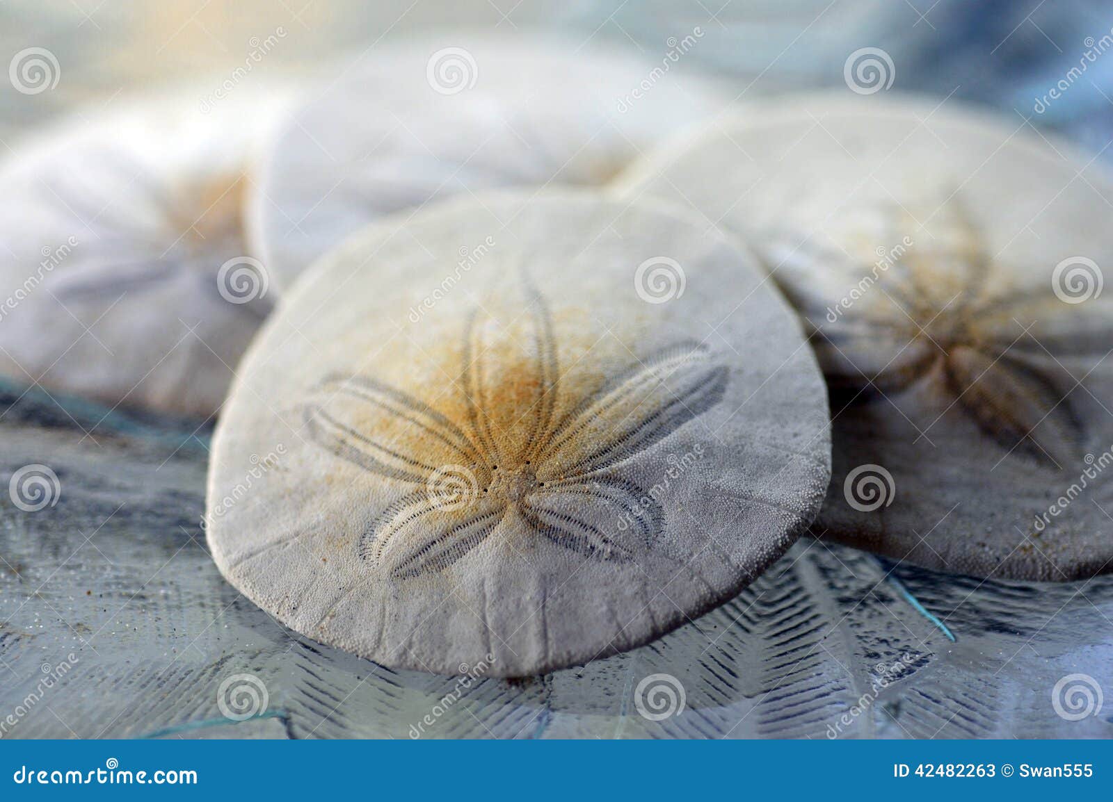 Sand Dollar. stock image. Image of ocean, tropical, animal - 42482263