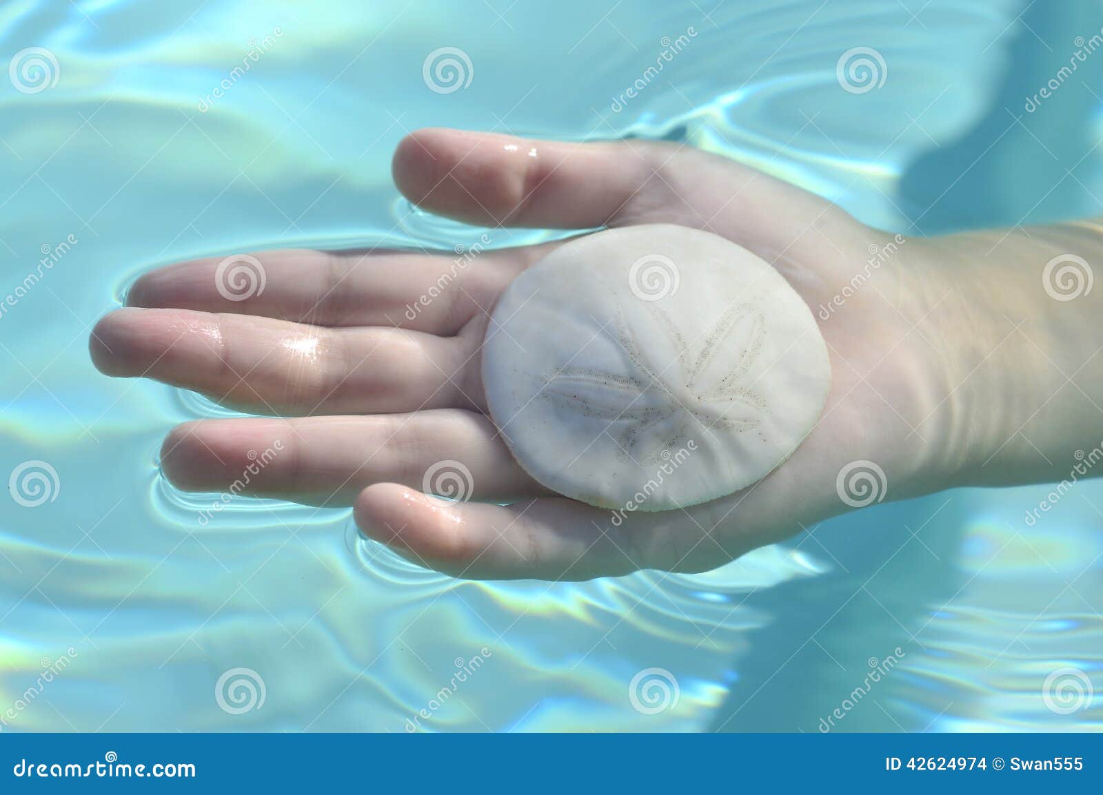 Sand Dollar. stock photo. Image of beach, tropical, aquatic - 42624974