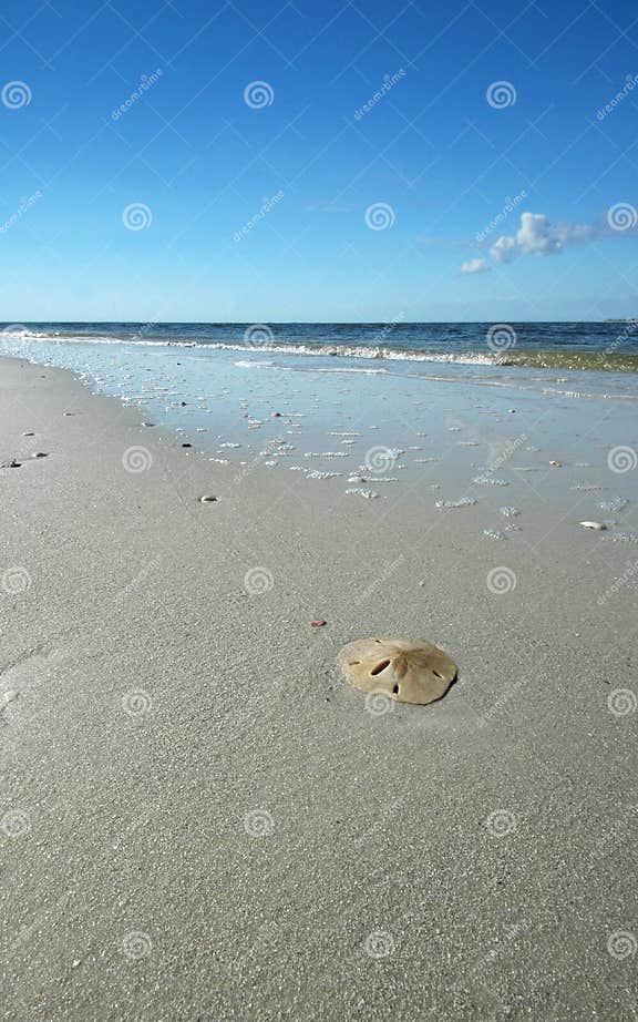 Sand dollar on beach stock image. Image of waves, life - 360571