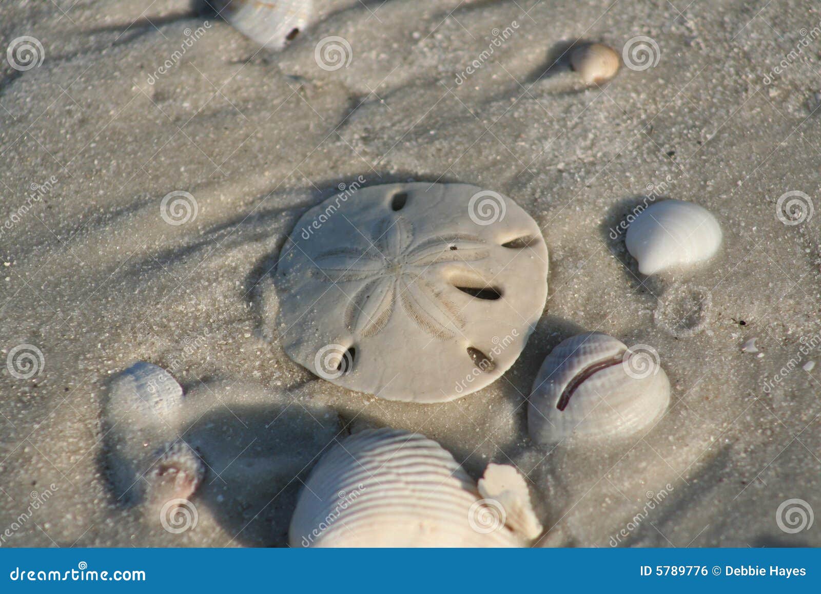 Sand dollar on the beach stock photo. Image of dollar - 5789776