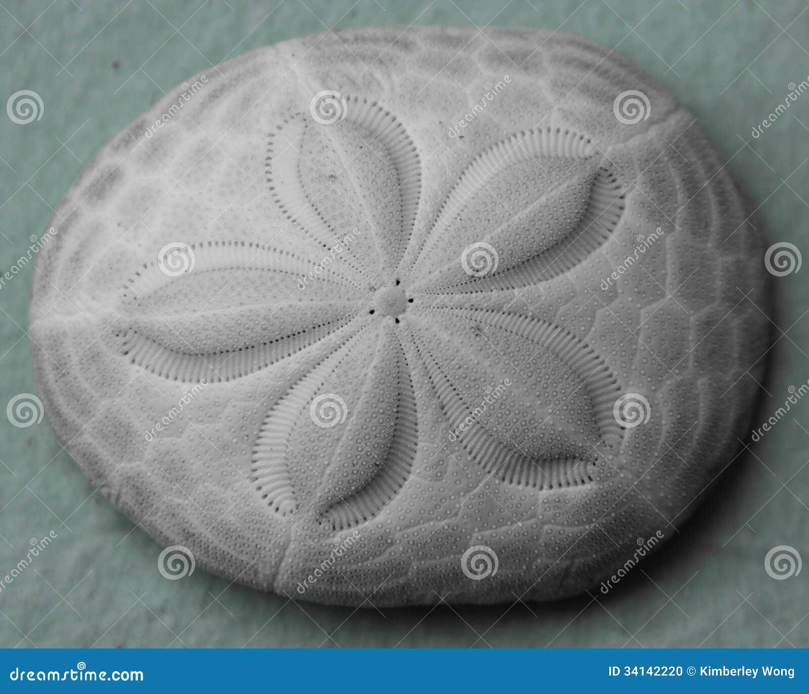 Sand dollar stock photo. Image of beach, bahamas, sand - 34142220