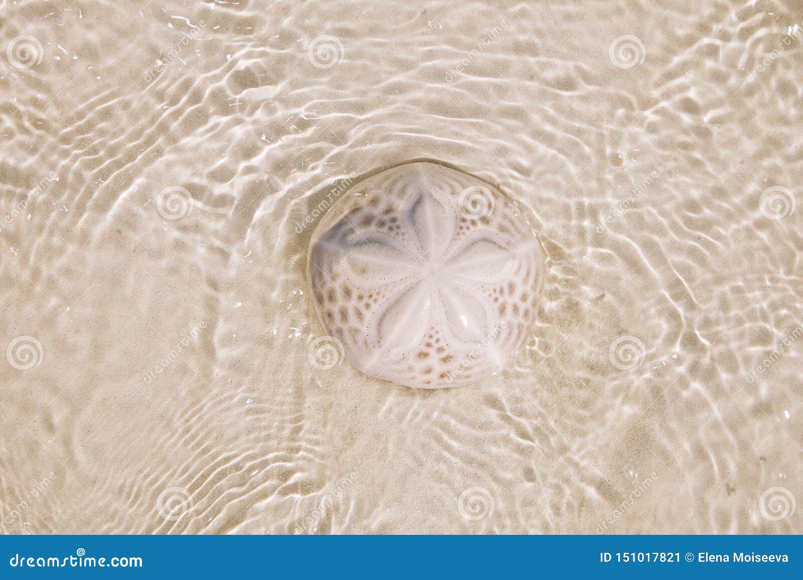 Sand Dollar Coral on Beach Sand Under Sea Waves Stock Image - Image of ...