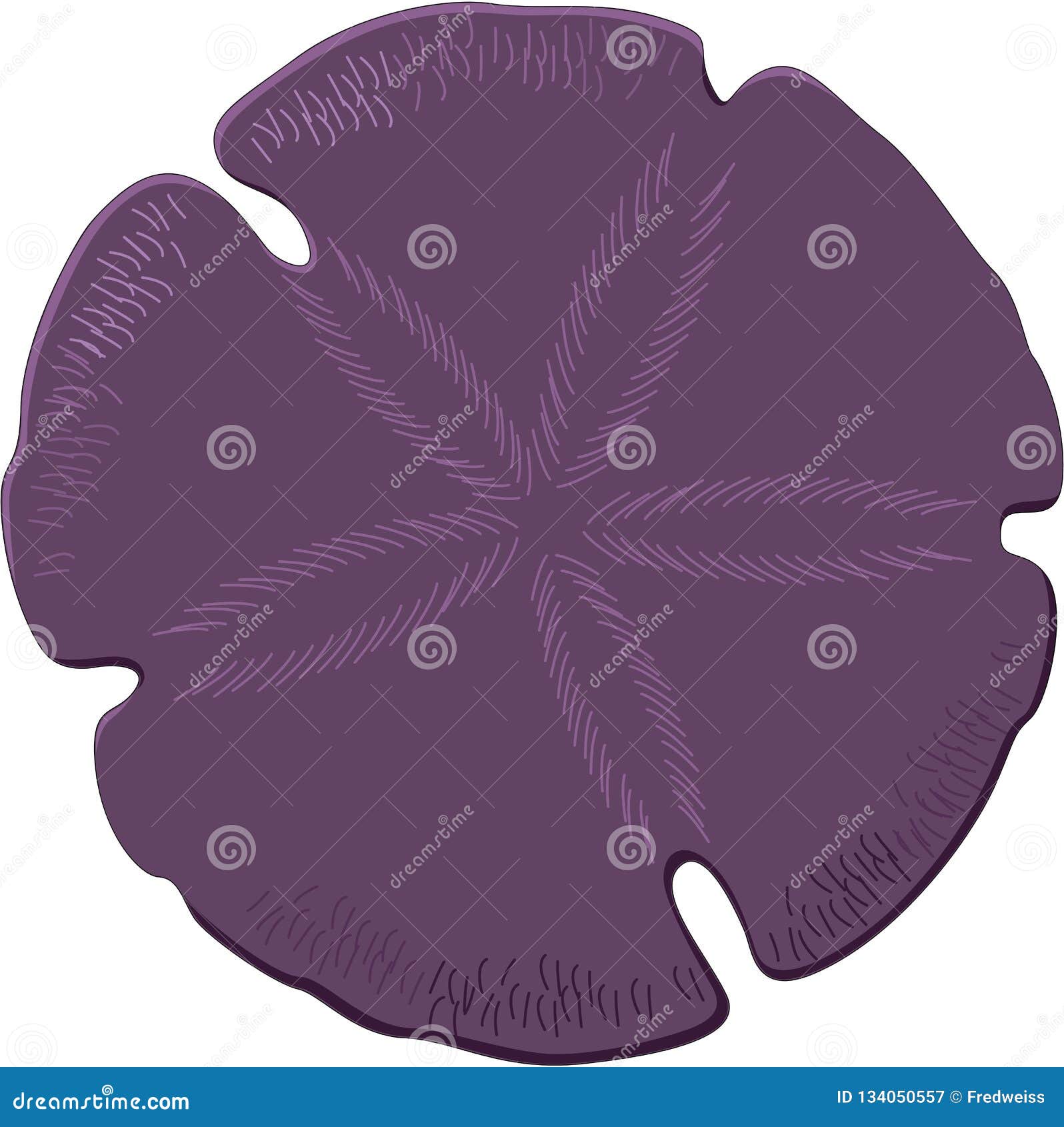 Sand Dollar Illustration stock vector. Illustration of shell - 134050557