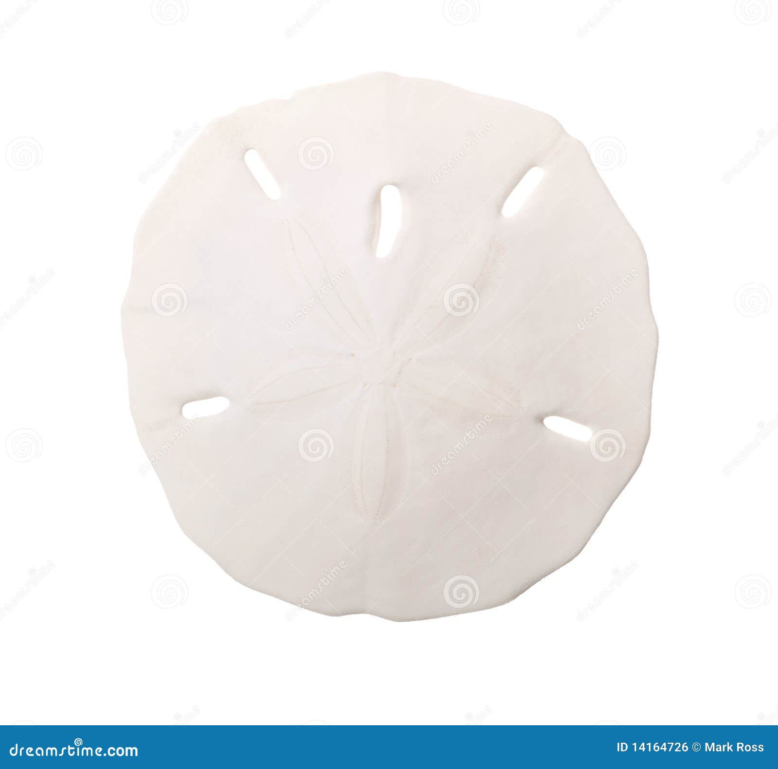 Sand Dollar Shell On Sea And Boat Background Royalty-Free Stock Photo ...
