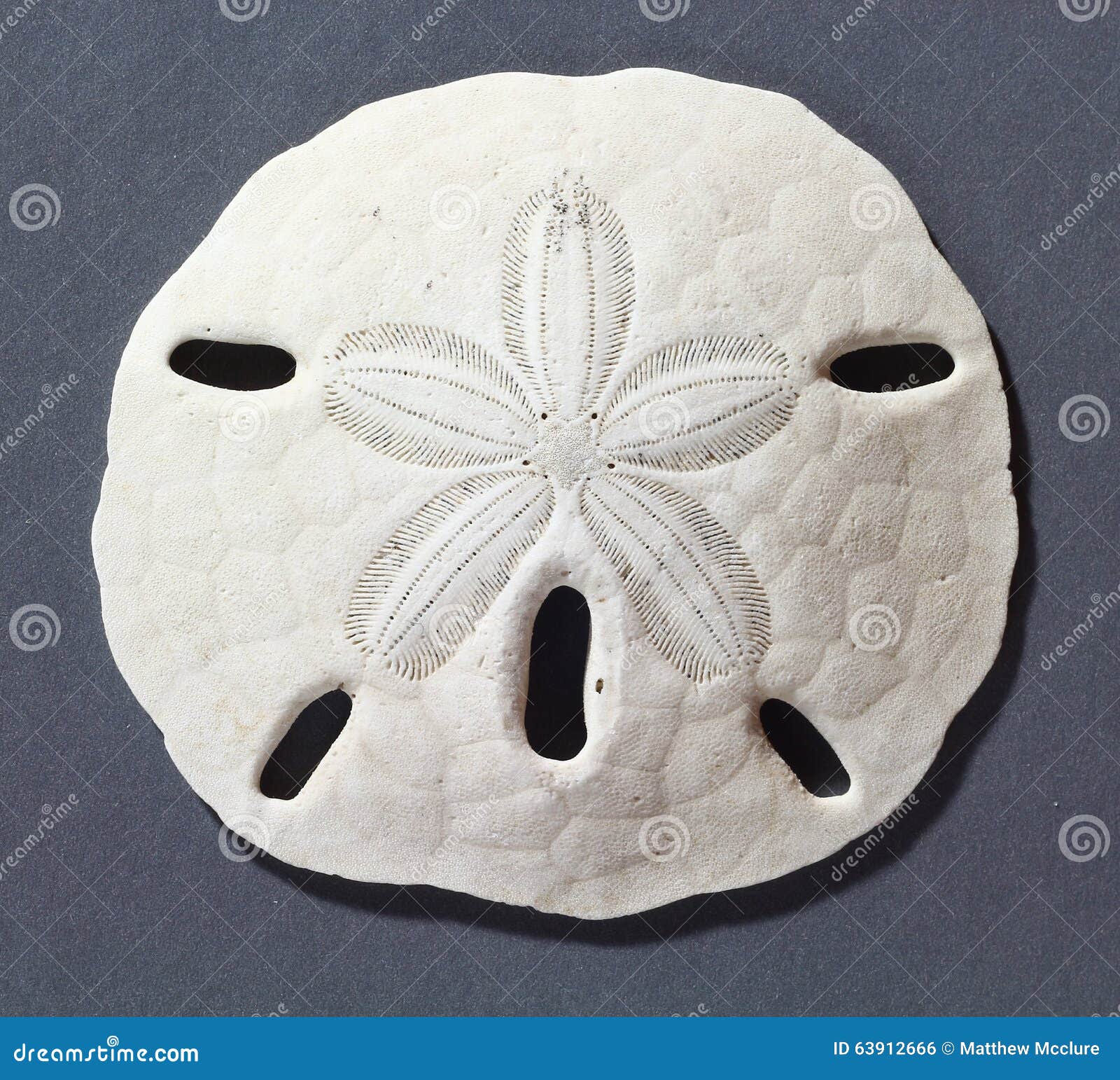 Sand Dollar Shell Royalty-Free Stock Image | CartoonDealer.com #53771314