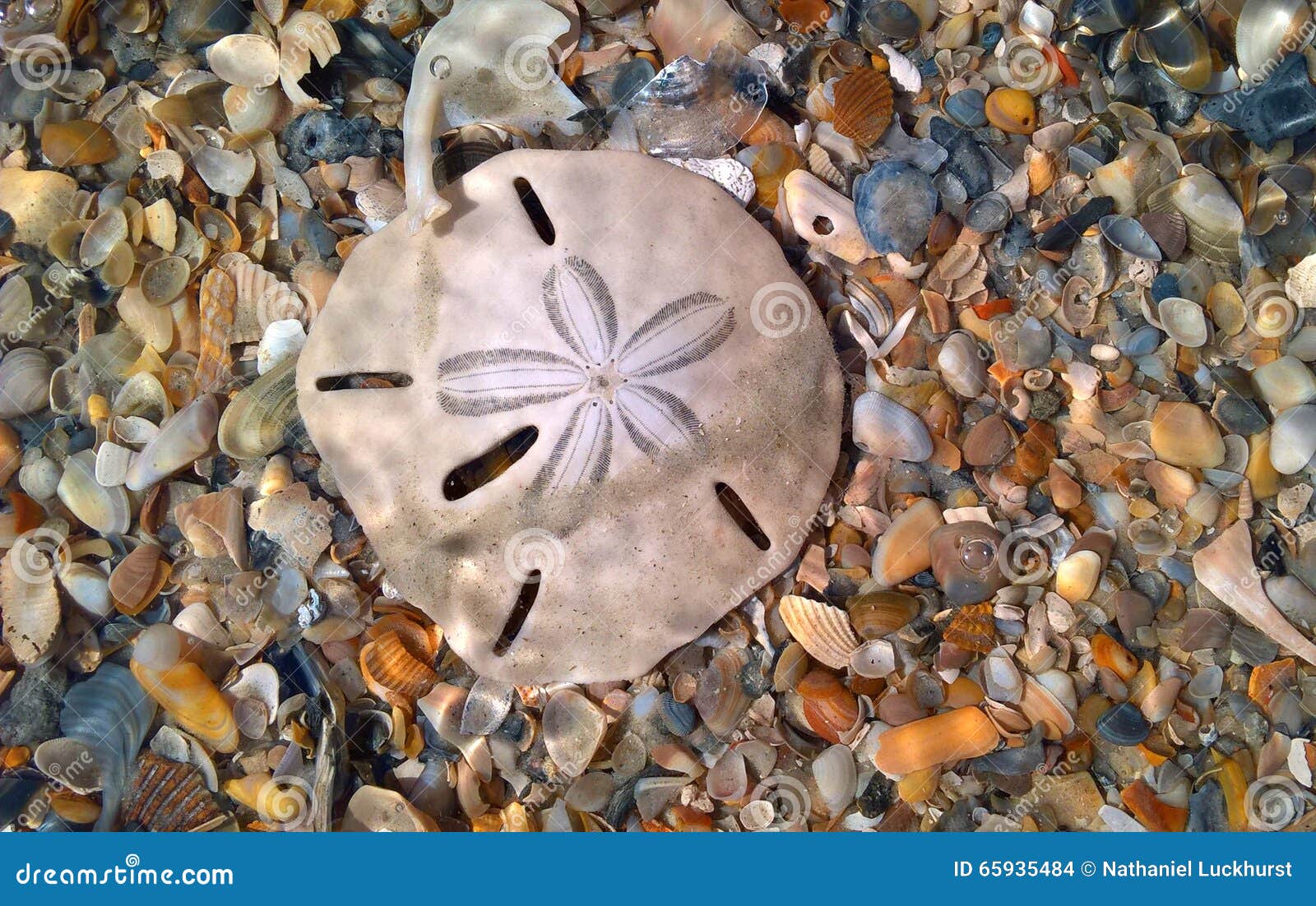 Sand Dollar stock photo. Image of background, treasure - 65935484