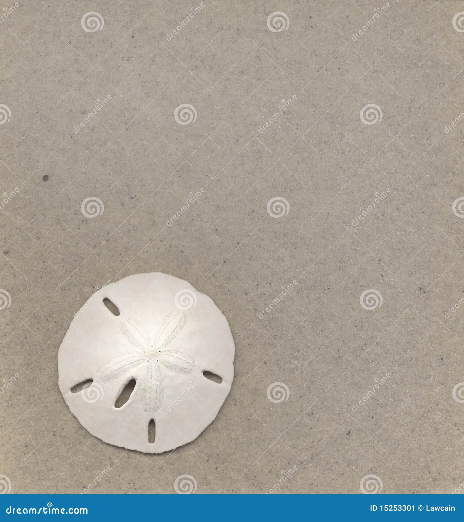 Sand Dollar and Sand stock image. Image of designs, circle - 15253301