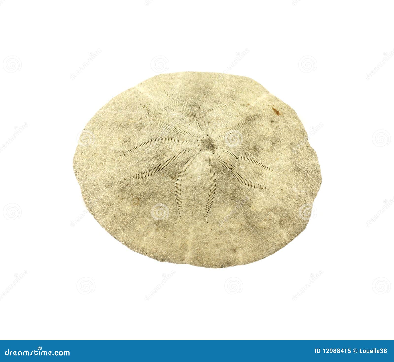 Sand Dollar Sea Shell stock image. Image of interesting - 12988415
