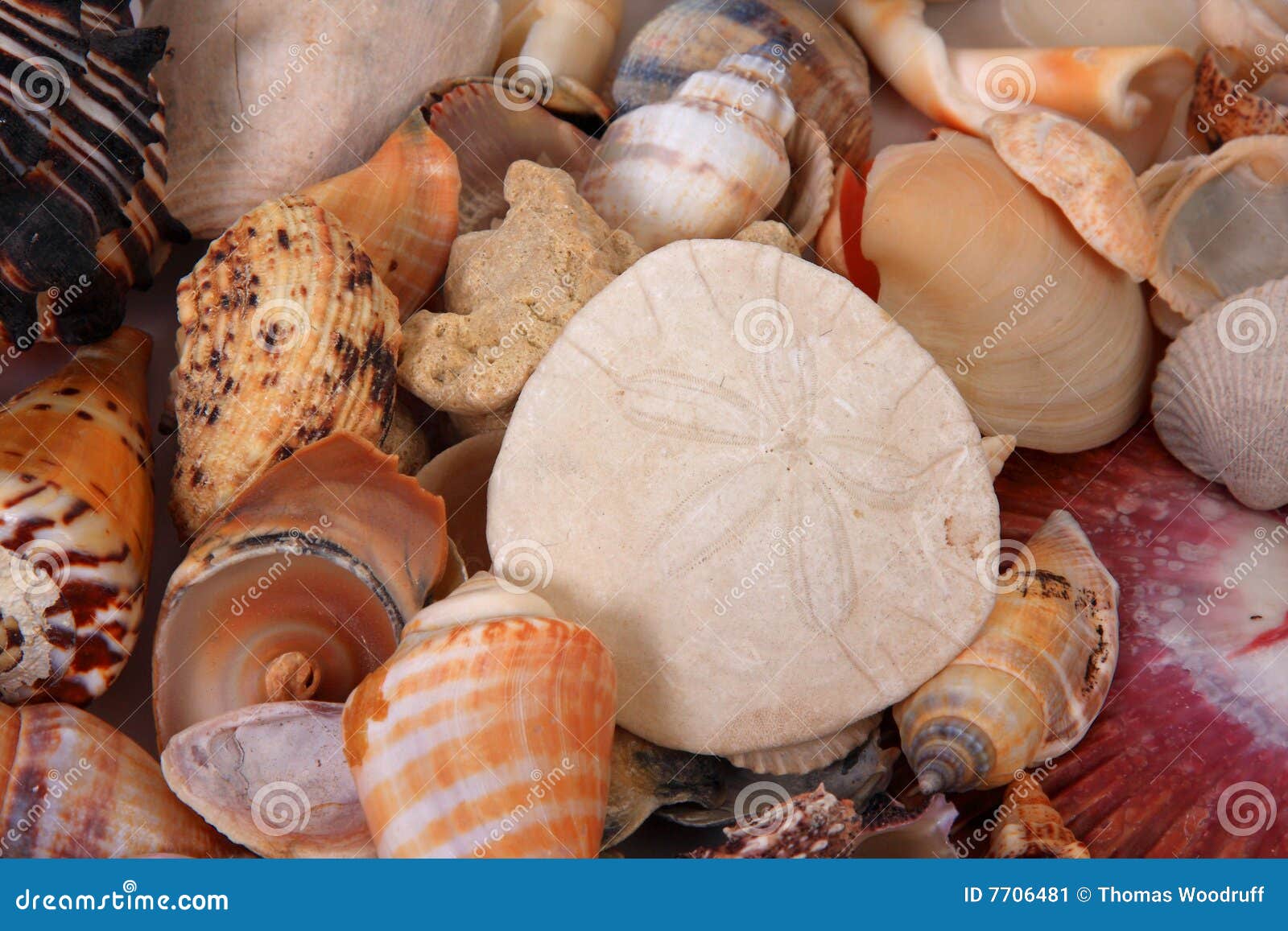 Sand dollar and sea shells stock image. Image of conch - 7706481