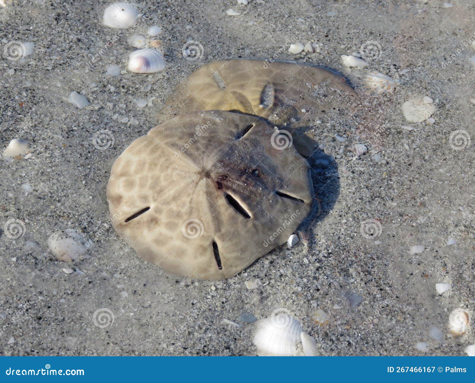 Sand Dollar and Sea Shells on Beach Stock Image - Image of ...