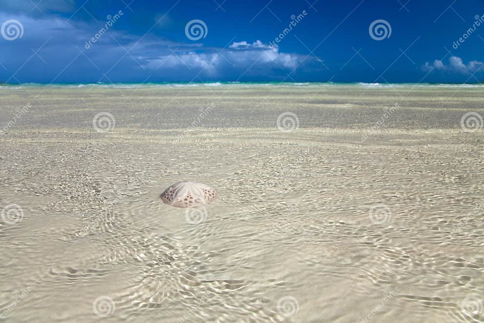 Sand Dollar in the Sea with Sky Stock Photo - Image of shell, space ...