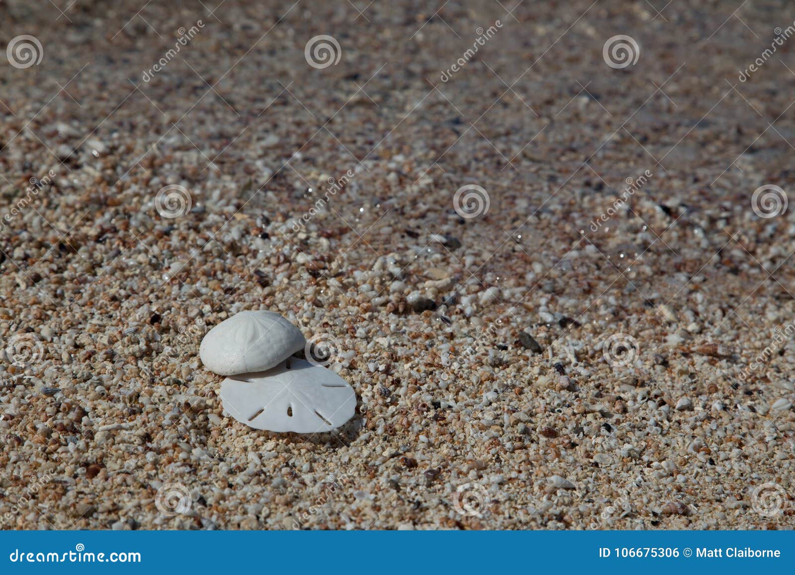 Sand Dollar and Seabiscuit on Shells on Tiny Shells Stock Photo - Image ...